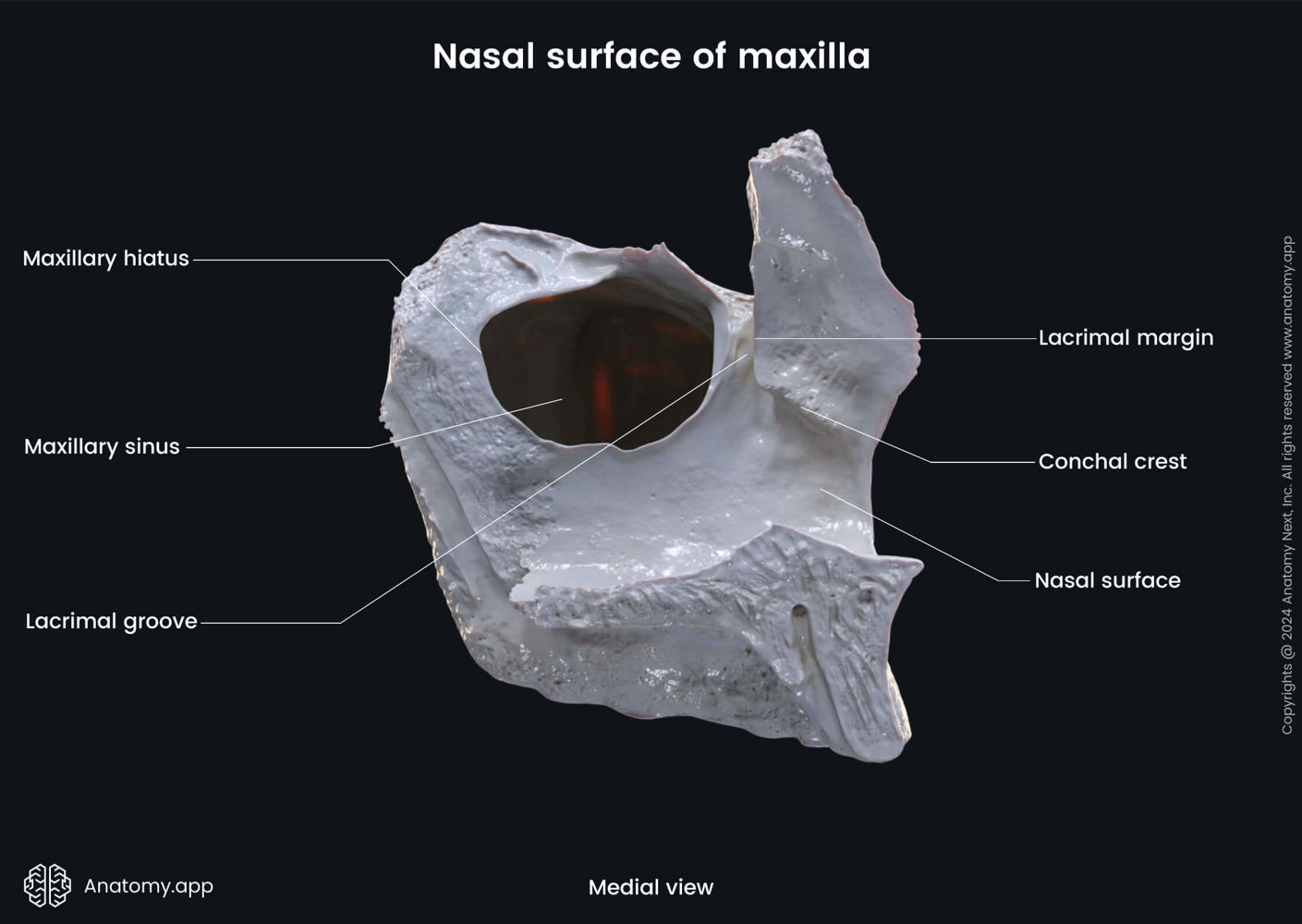 Maxilla | Anatomy.app