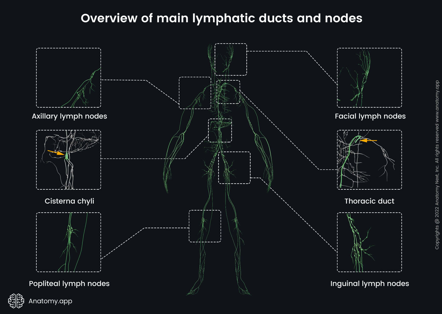 Lymphatic system | Anatomy.app