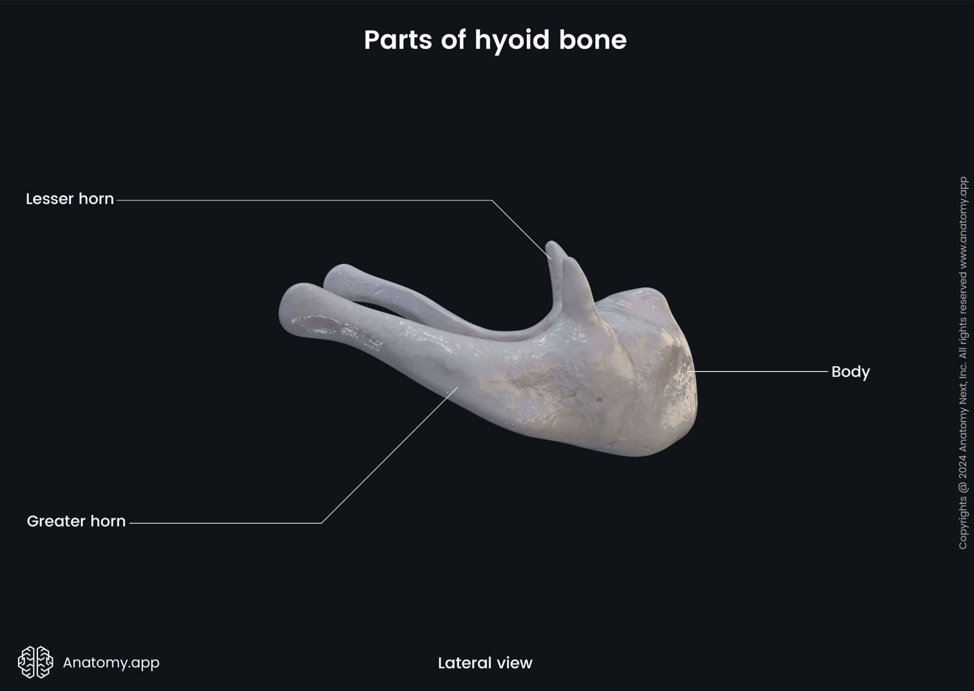 Hyoid bone | Anatomy.app