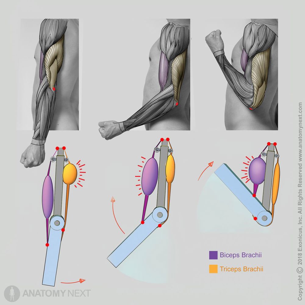 Triceps brachii | Anatomy.app