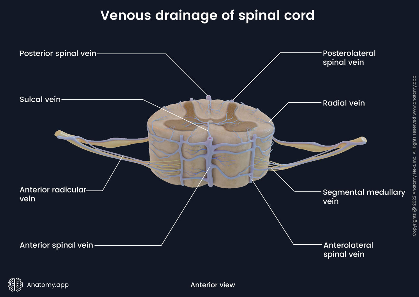 Spinal cord | Anatomy.app