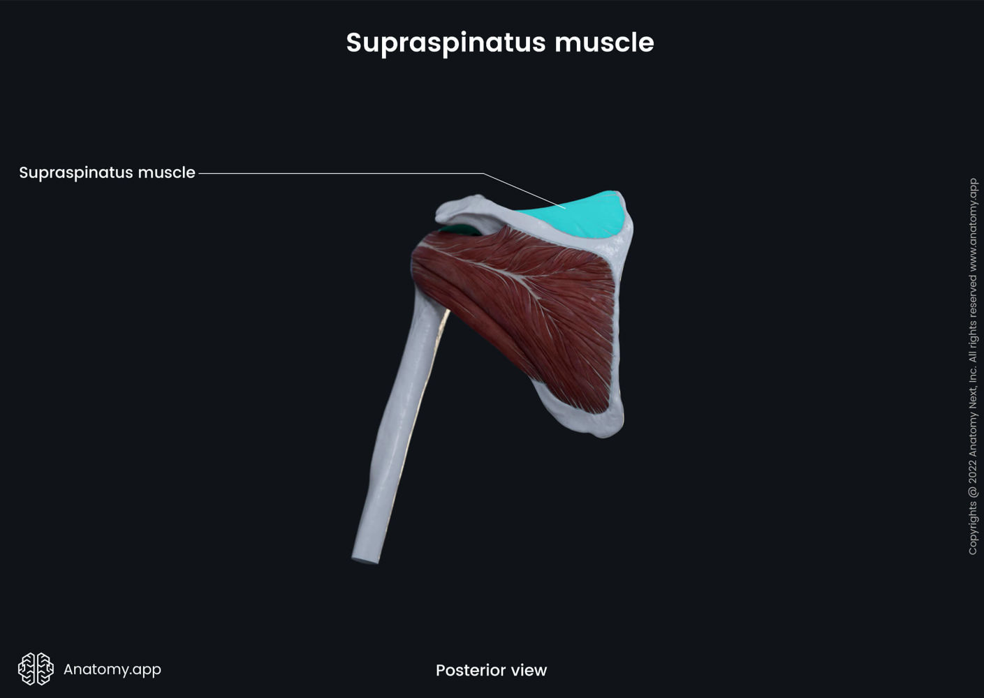 Supraspinatus | Anatomy.app
