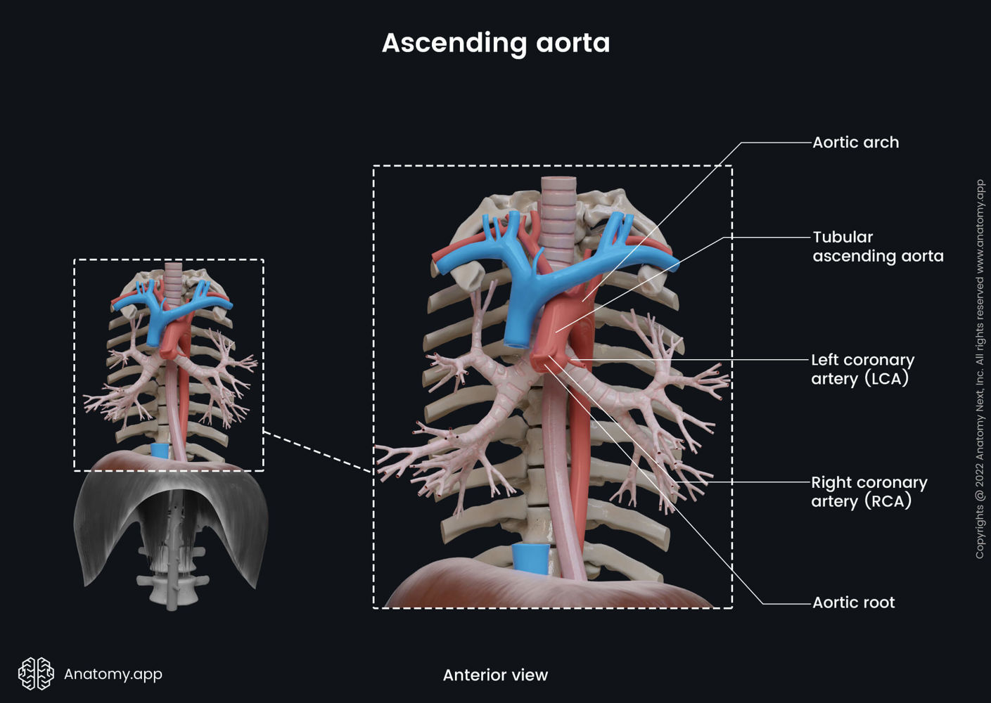 Aorta | Anatomy.app