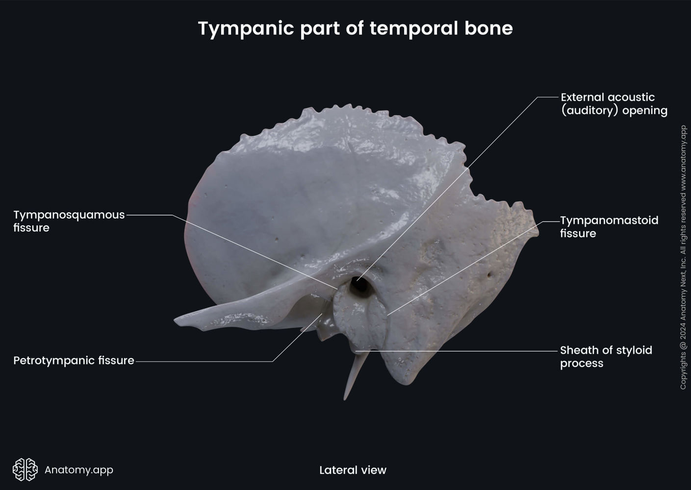 Temporal bone | Anatomy.app