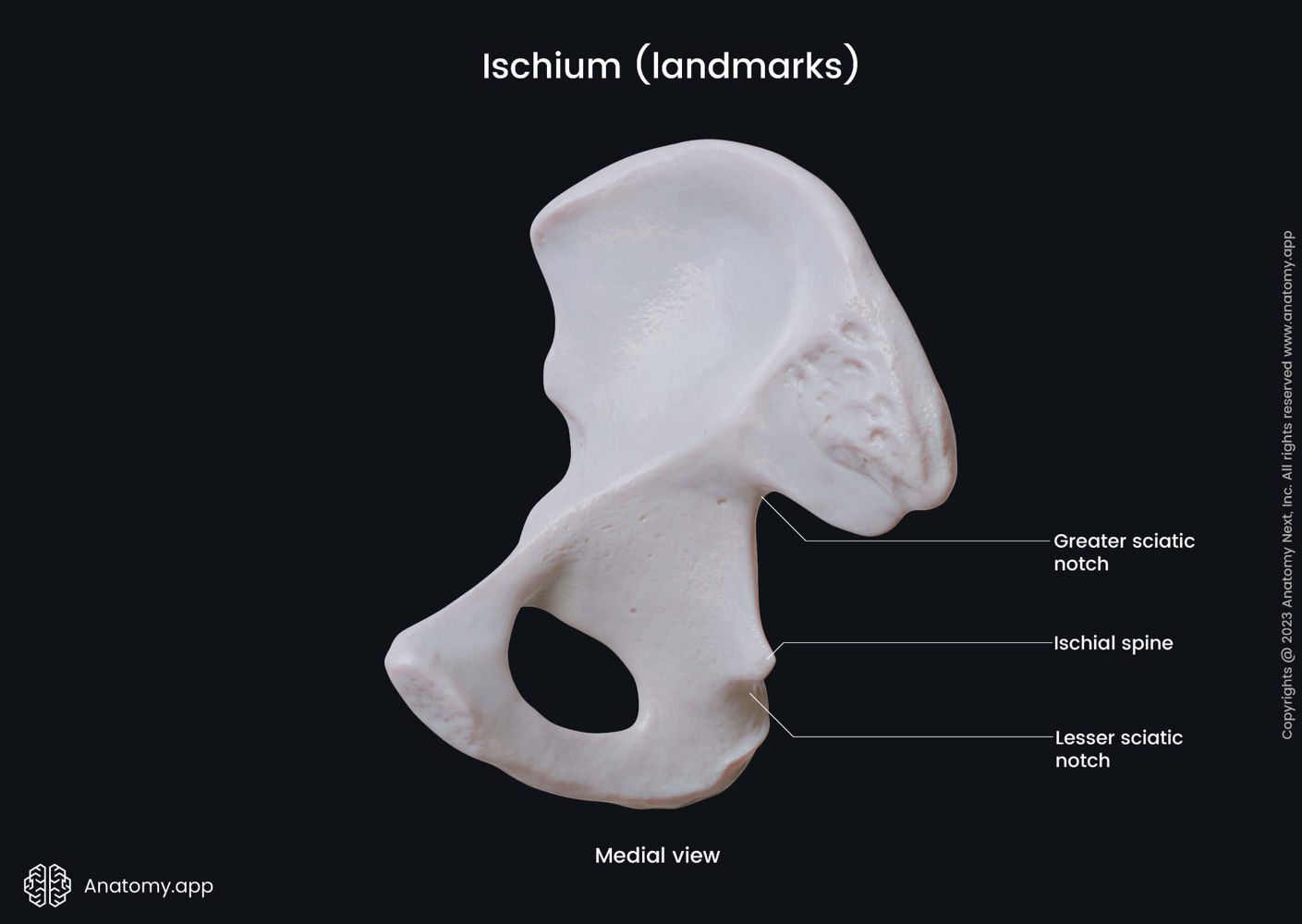 Ischium | Anatomy.app