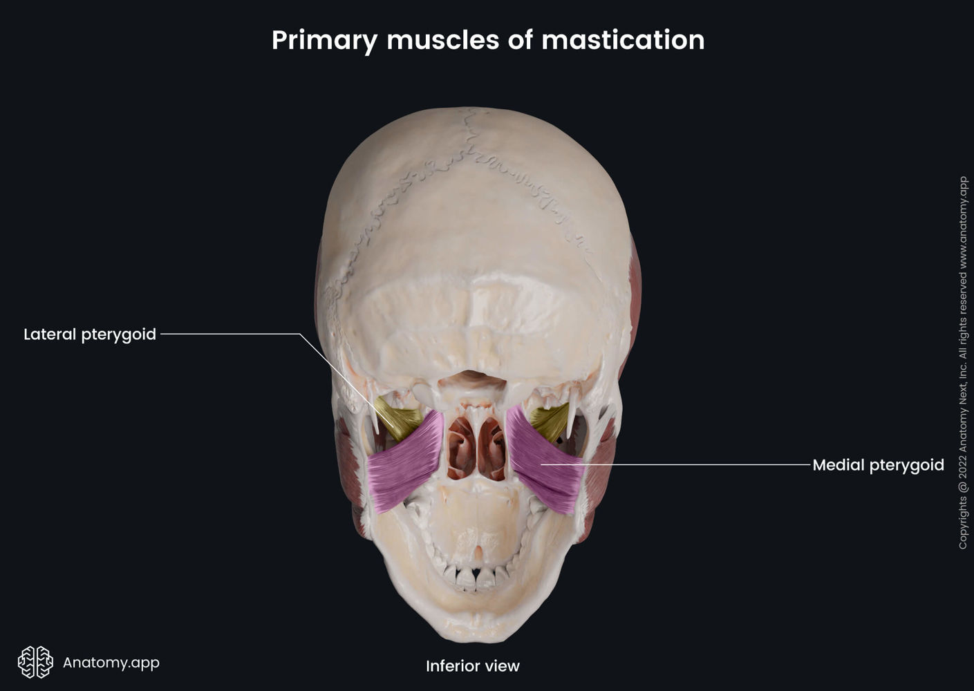 Muscles of mastication | Anatomy.app