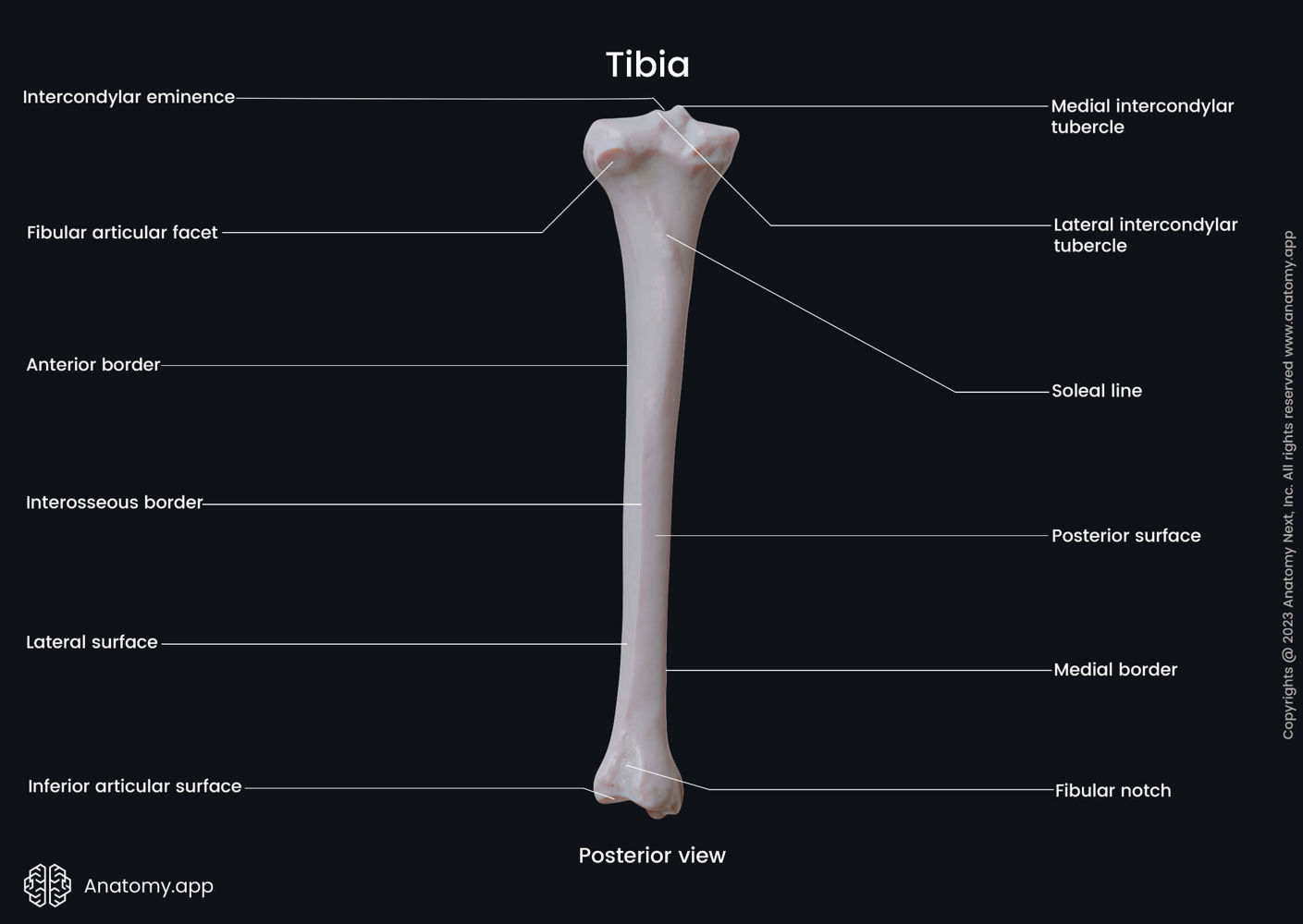 Tibia | Anatomy.app