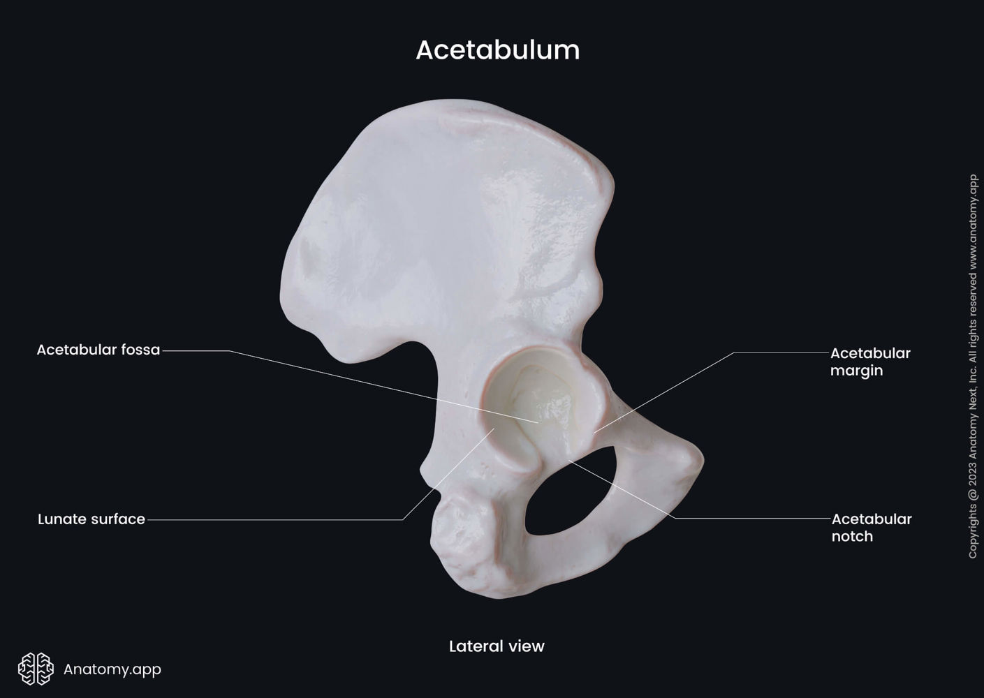 Hip bone | Anatomy.app
