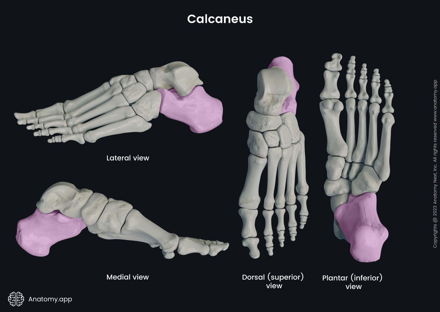 Calcaneus | Anatomy.app
