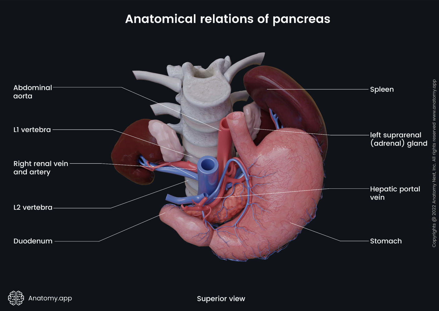 Pancreas | Anatomy.app