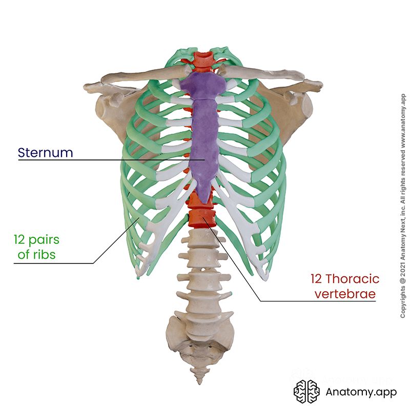 Rib cage | Anatomy.app