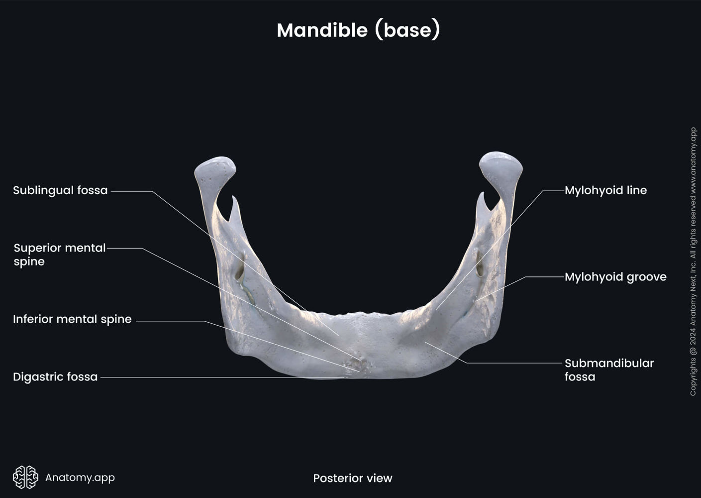 Mandible | Anatomy.app