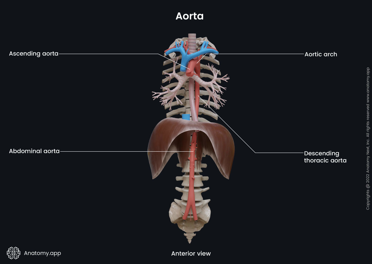 Aorta | Anatomy.app