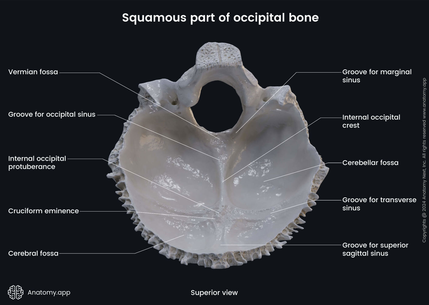 Occipital bone | Anatomy.app