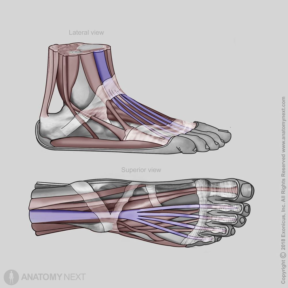 Extensor digitorum longus | Anatomy.app