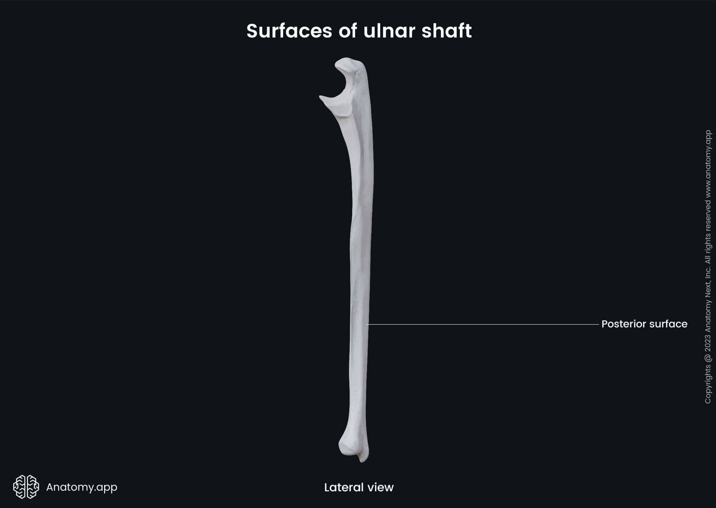 Ulna | Anatomy.app