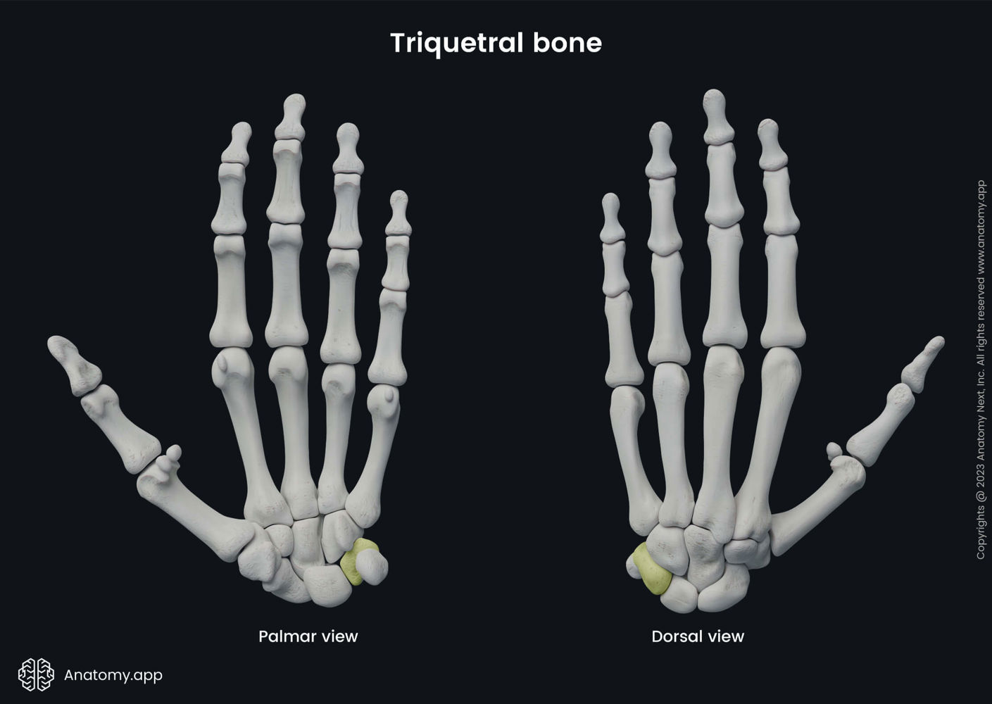 Carpal bones | Anatomy.app
