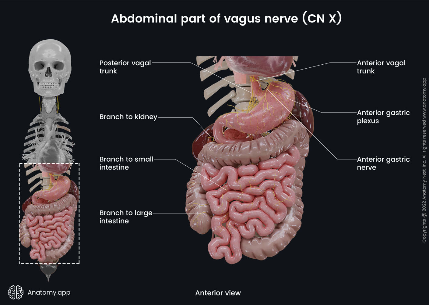 Anatomy Vagus Nerve