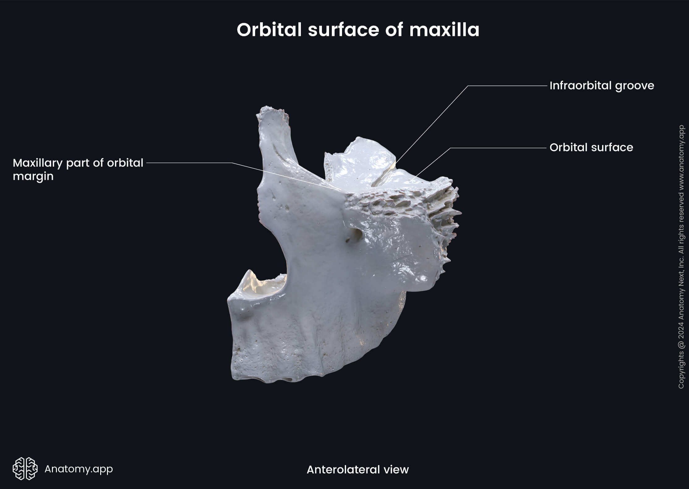 Maxilla | Encyclopedia | Anatomy.app | Learn anatomy | 3D models ...