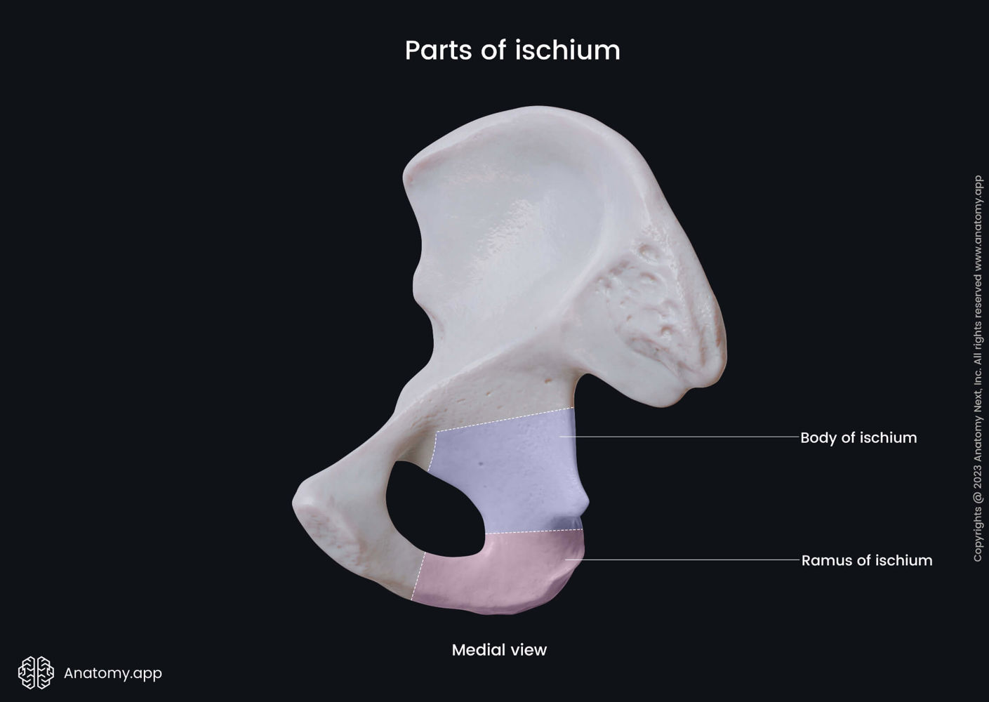 Ischium | Anatomy.app