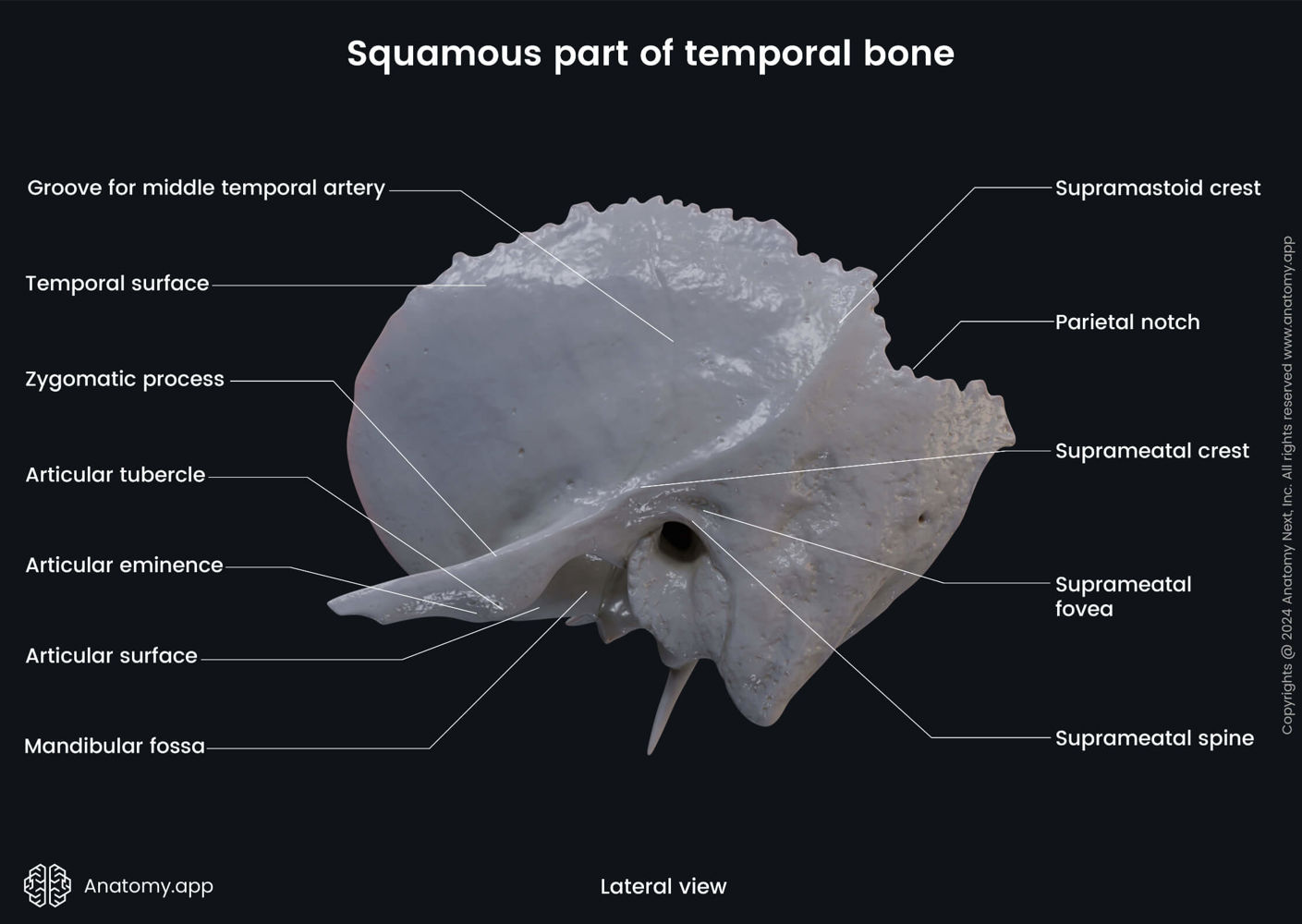 Temporal bone | Anatomy.app