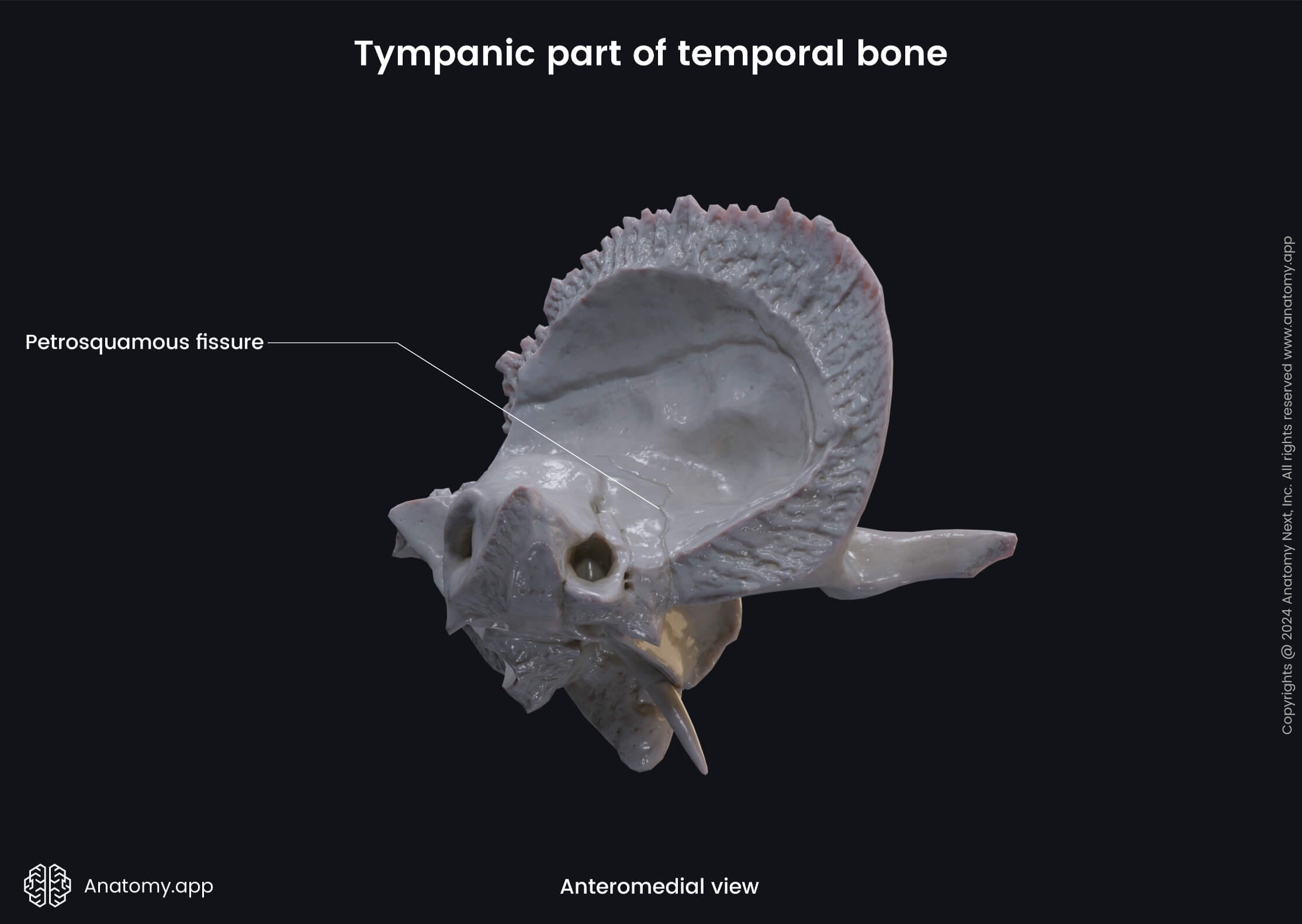Temporal bone | Encyclopedia | Anatomy.app | Learn anatomy | 3D models ...