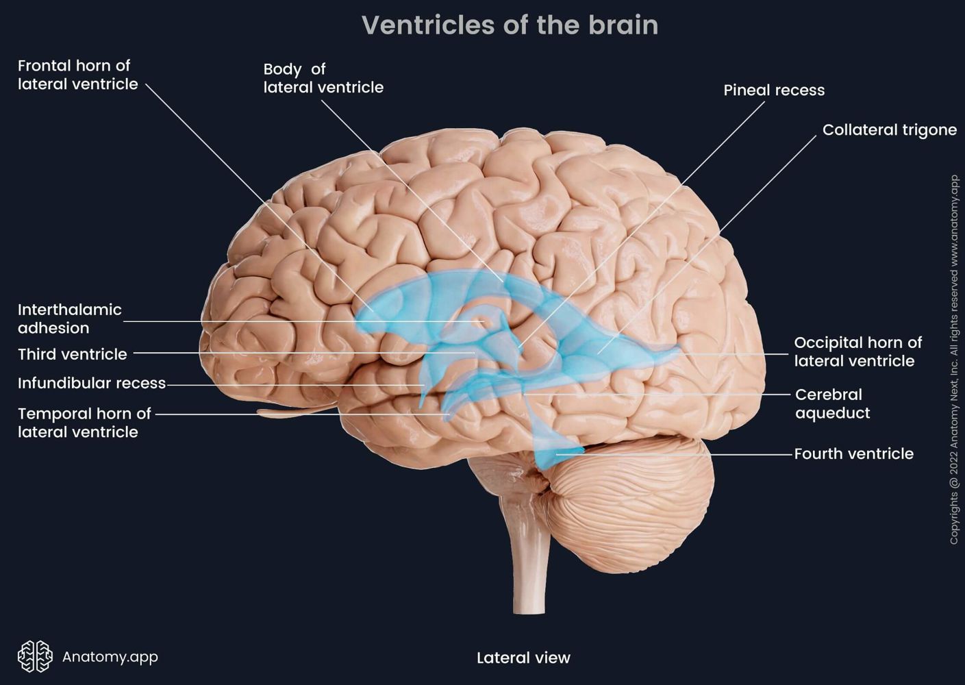 Brain | Anatomy.app