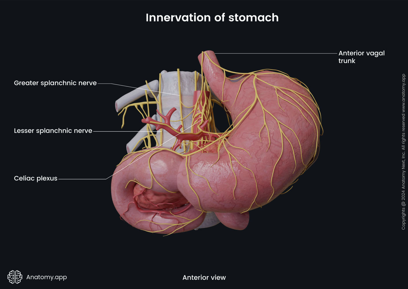 Stomach | Anatomy.app