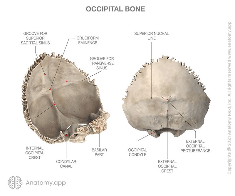 Occipital bone | Anatomy.app
