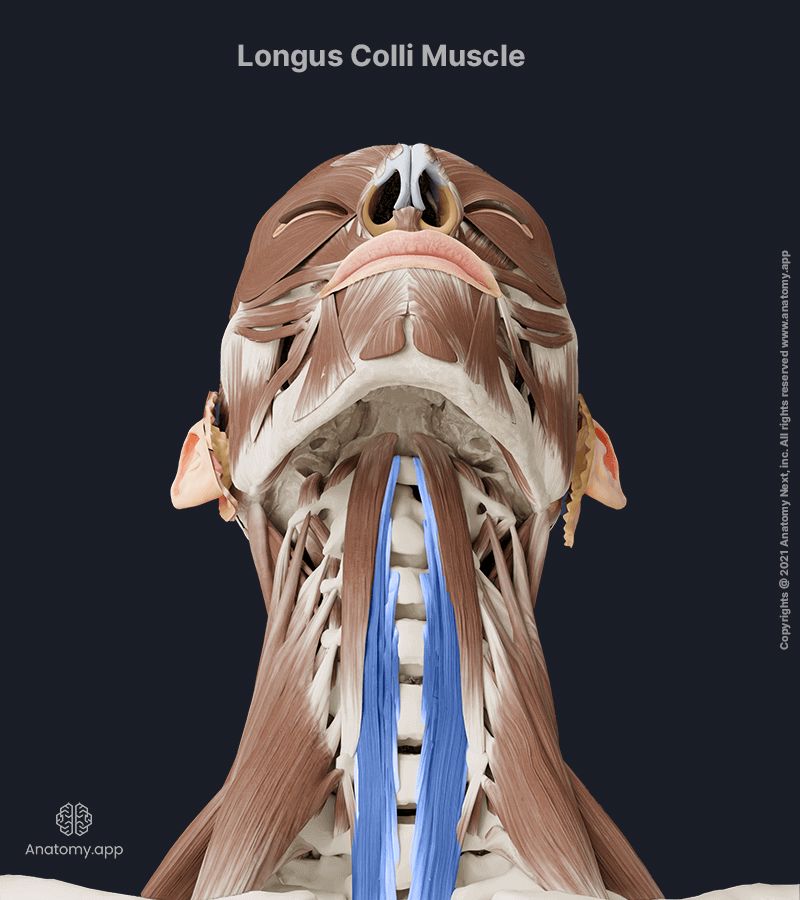 Longus colli | Anatomy.app
