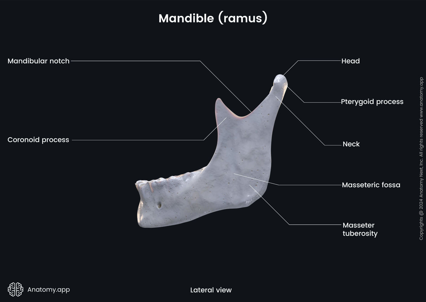 Mandible | Anatomy.app