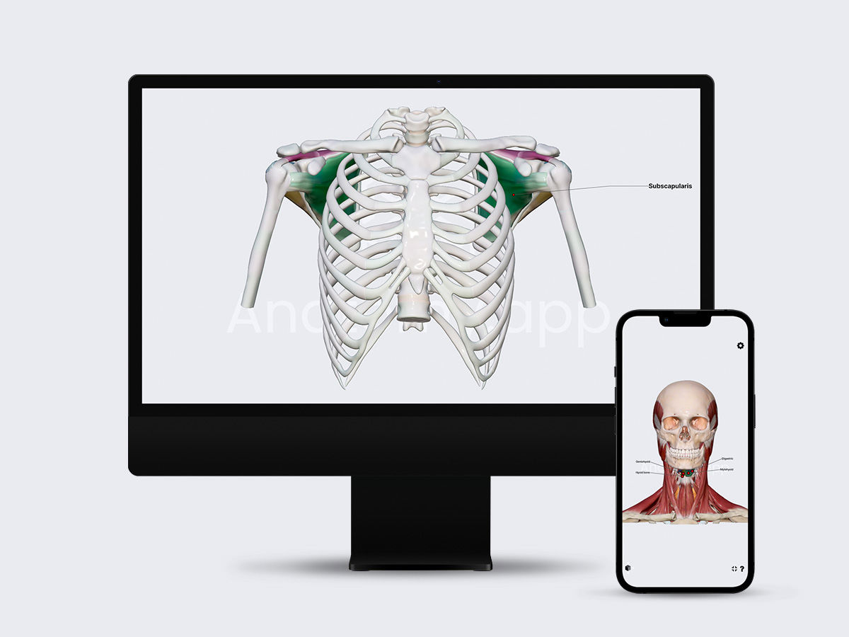 How to Learn Anatomy Fast: 7 Techniques and Strategies for Success ...