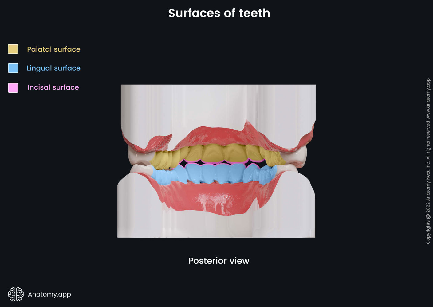 Teeth | Anatomy.app