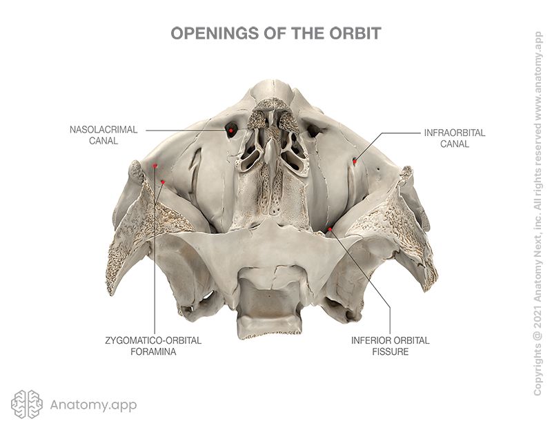 Orbit | Encyclopedia | Anatomy.app | Learn anatomy | 3D models ...