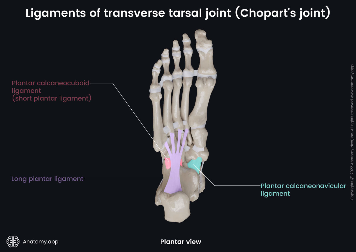 Transverse tarsal joint (Chopart's joint) | Anatomy.app
