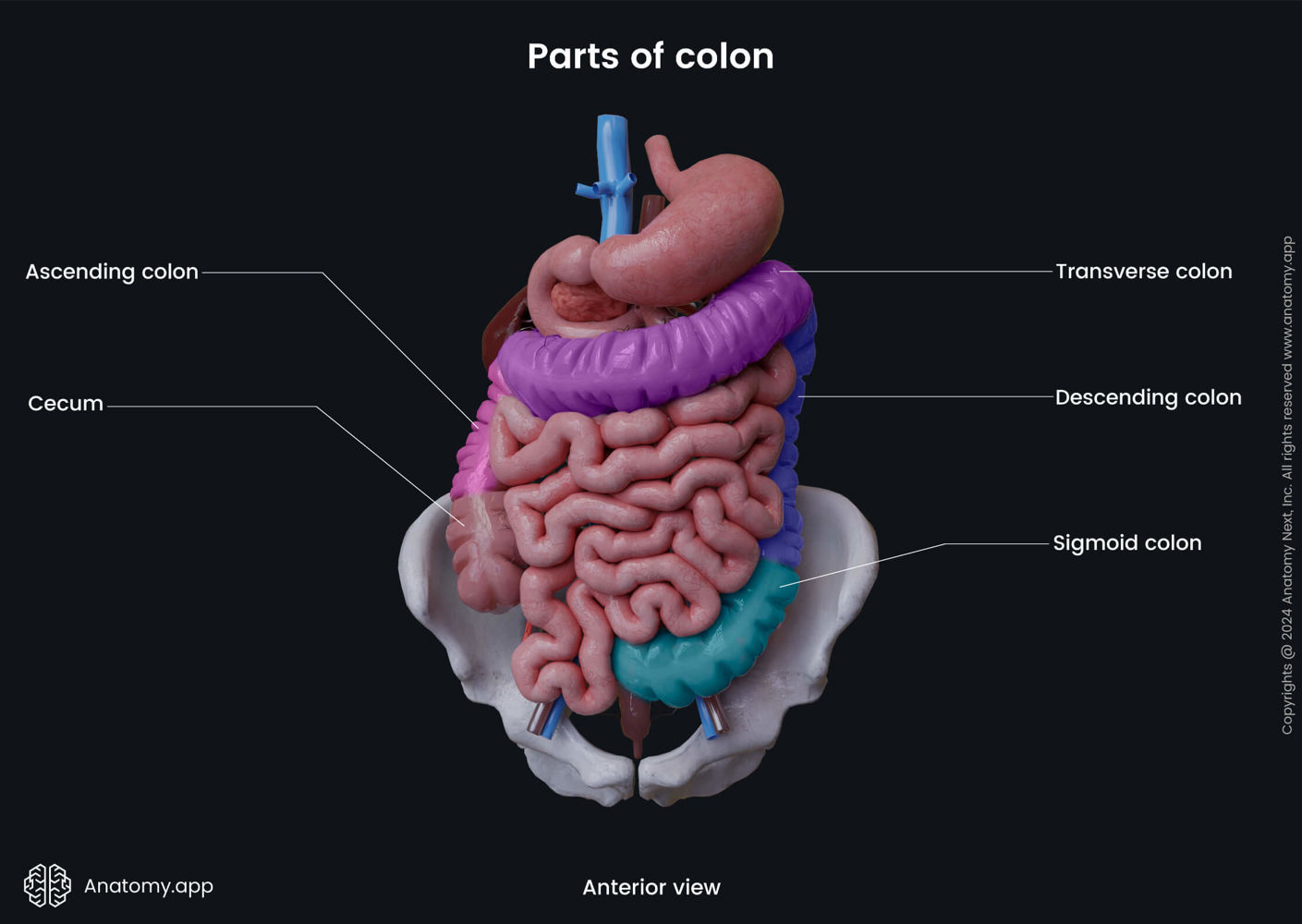 Large intestine | Anatomy.app