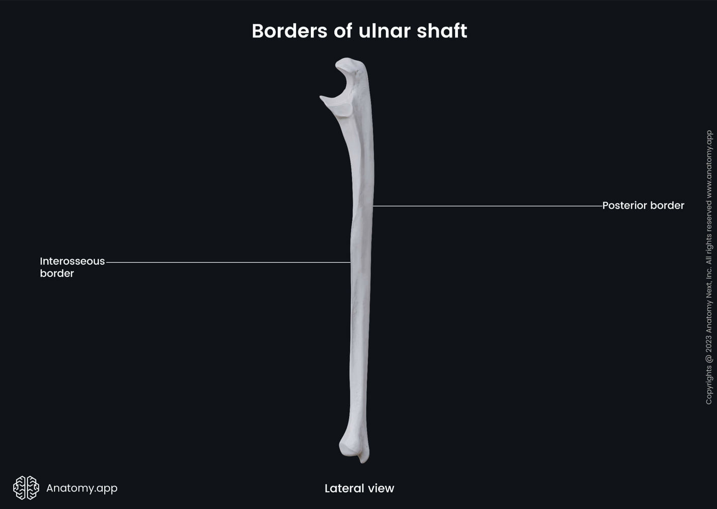 Ulna | Anatomy.app