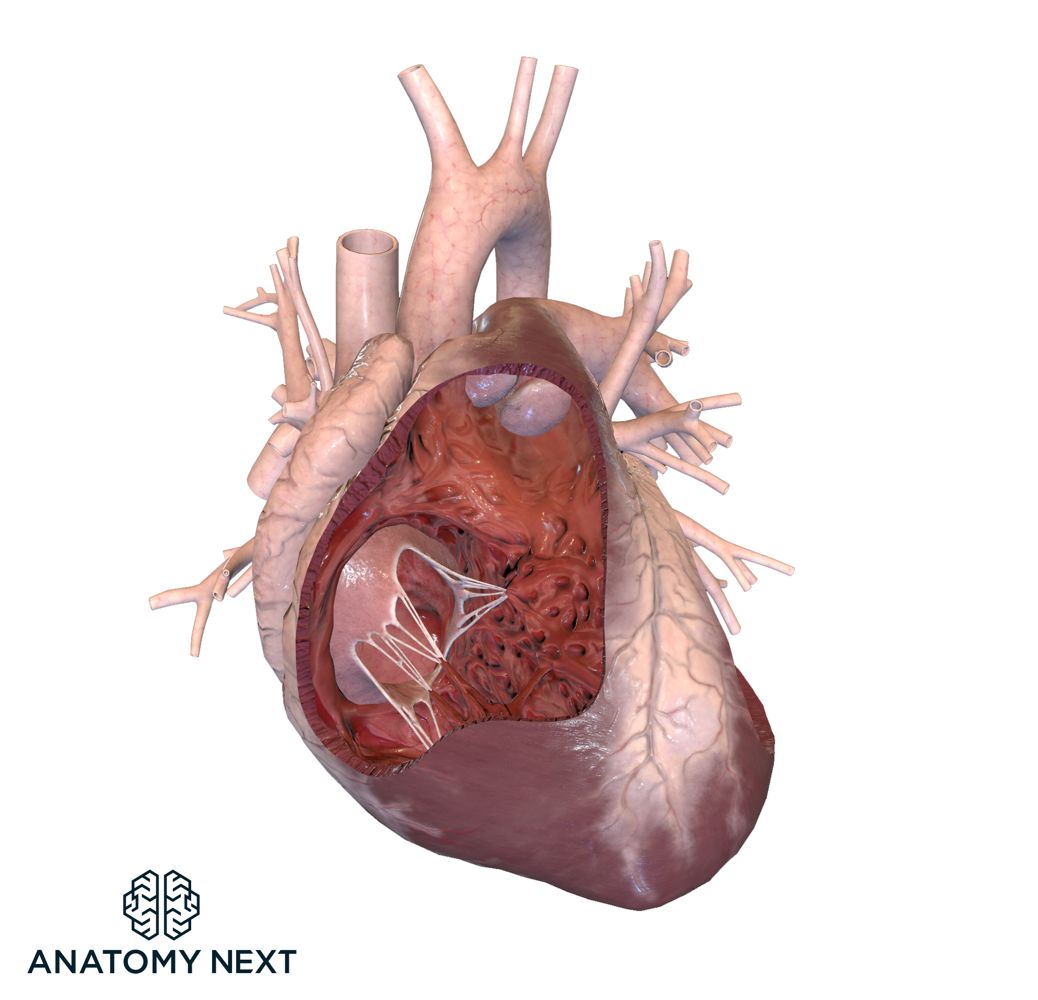Understanding Human anatomy: What is it? Types of anatomy, and how to ...