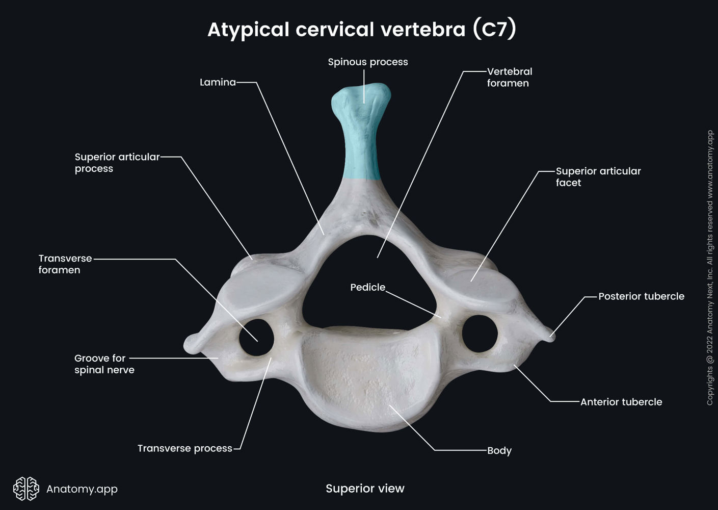 Transverse Ligament Cervical Spine