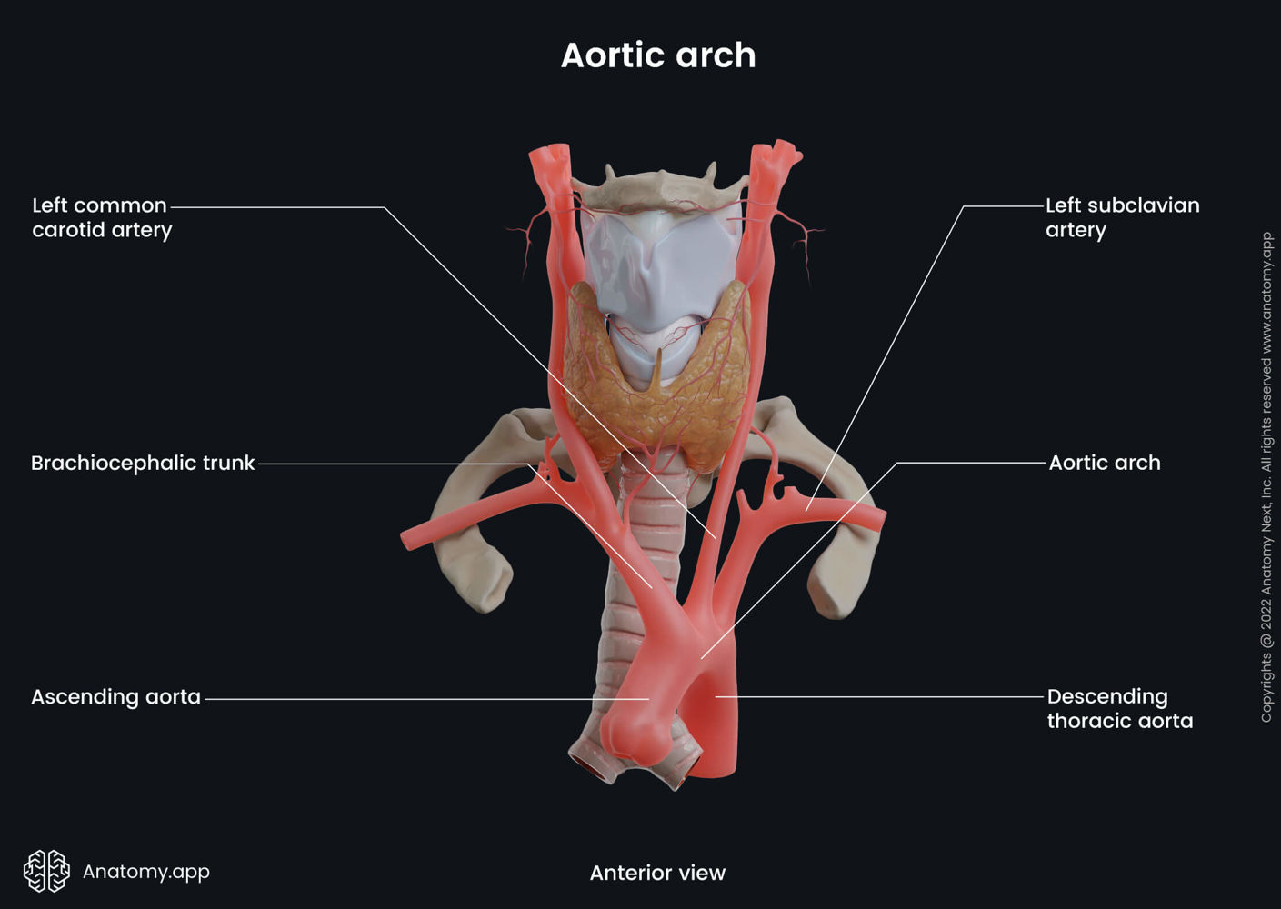Aorta | Anatomy.app