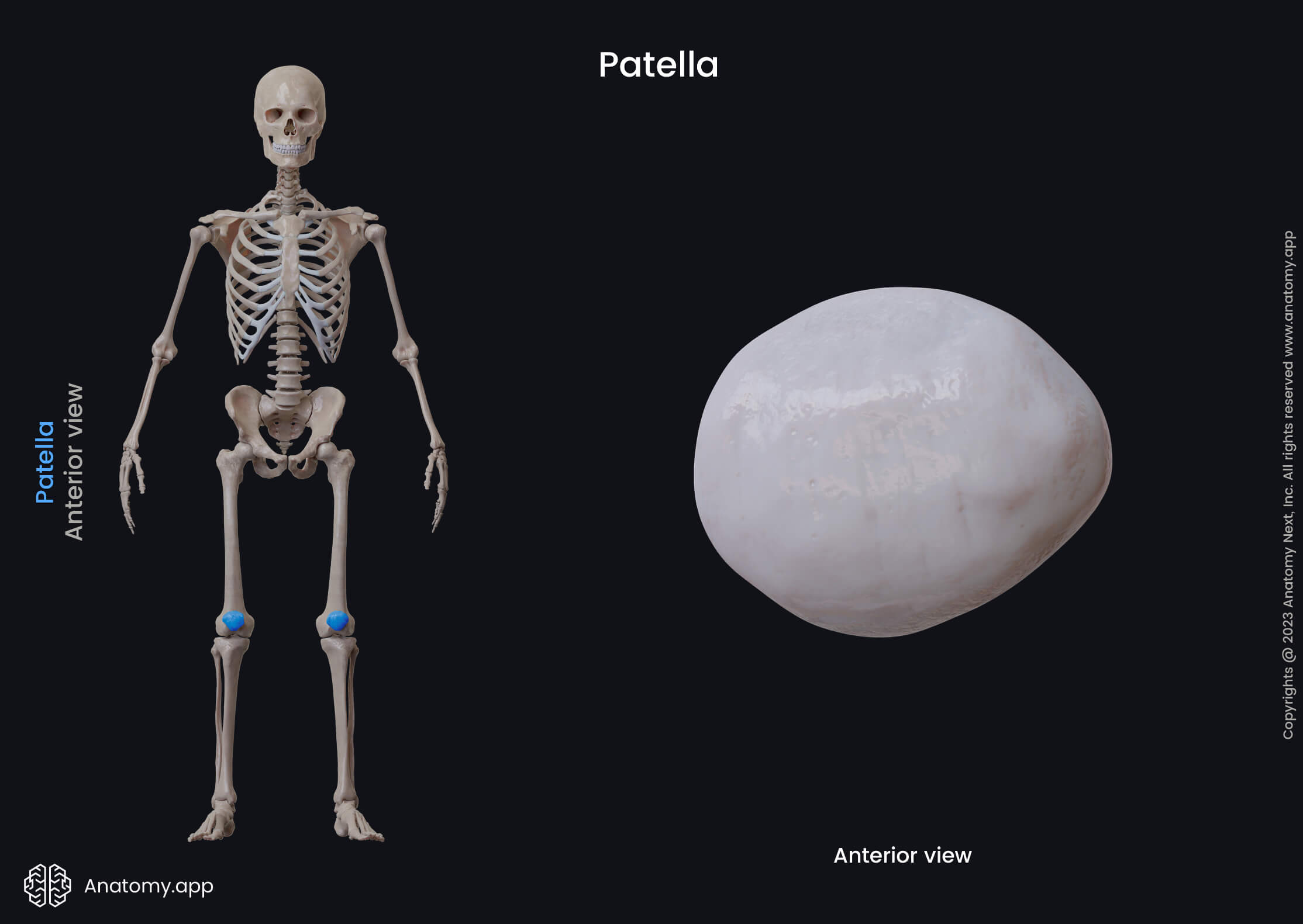 Patella | Encyclopedia | Anatomy.app | Learn anatomy | 3D models ...