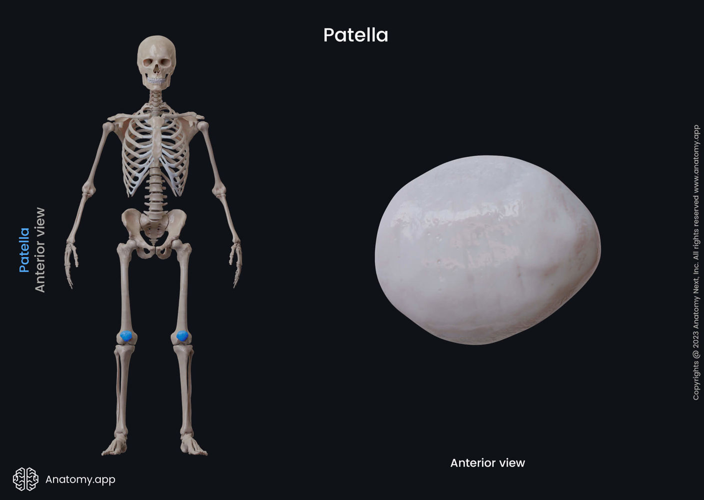 Patella | Anatomy.app