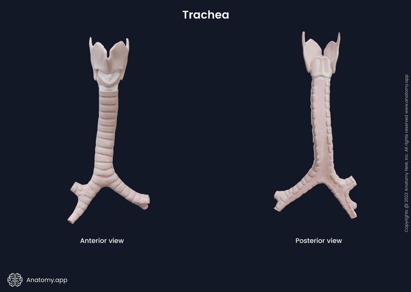 Trachea | Anatomy.app