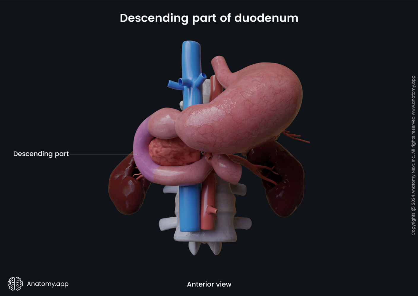 Duodenum | Anatomy.app