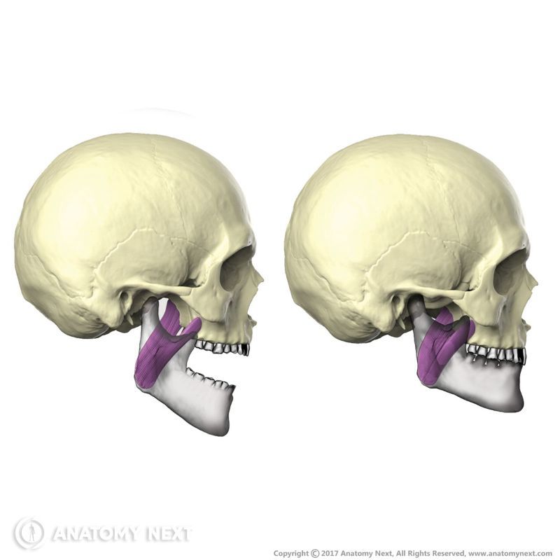 Medial pterygoid | Anatomy.app