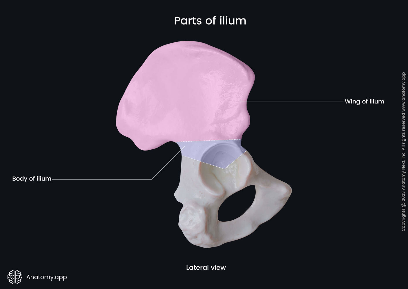 Ilium | Anatomy.app