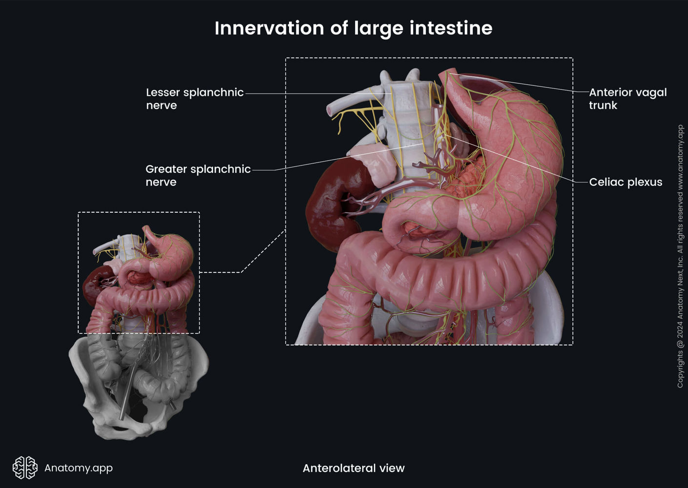 Large intestine | Anatomy.app