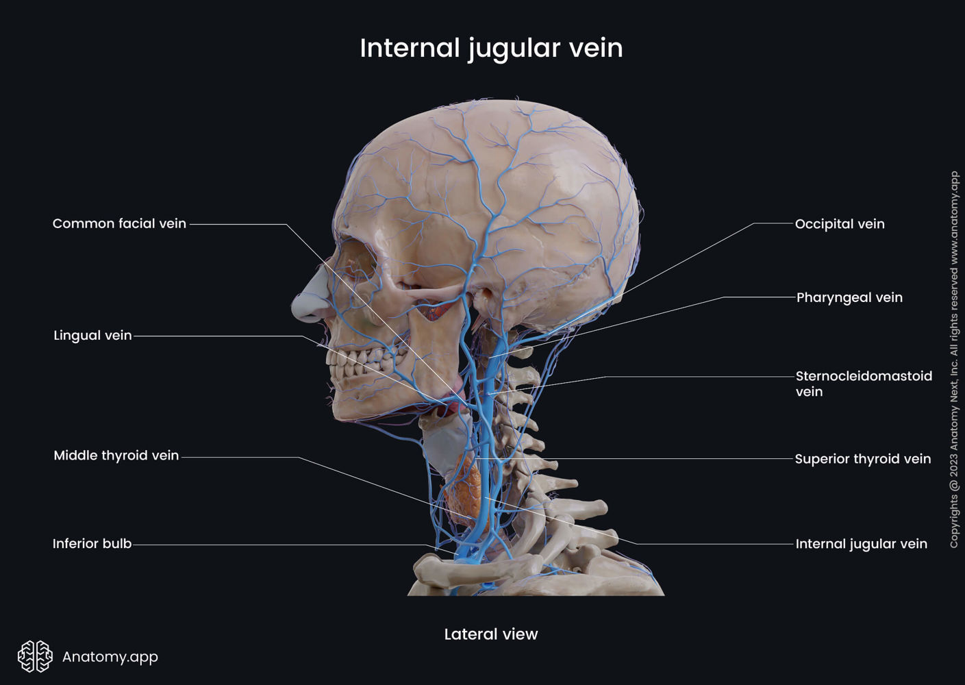 Internal jugular vein | Anatomy.app