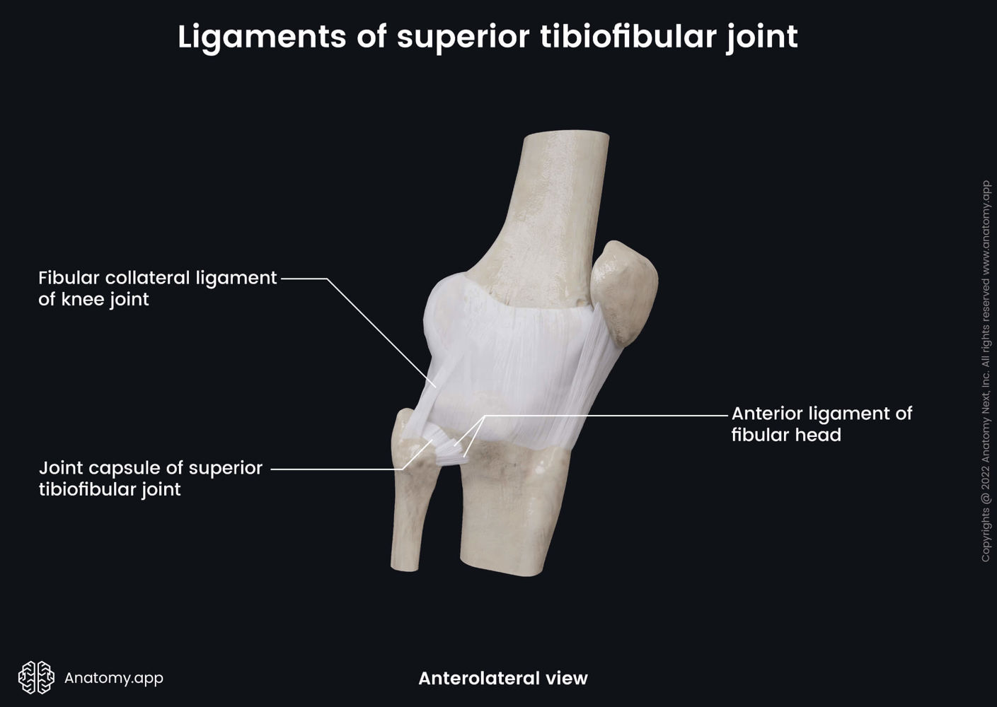 Superior tibiofibular joint | Anatomy.app