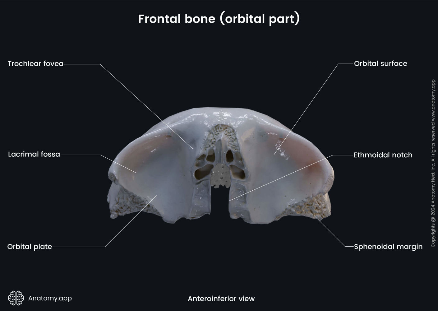 Frontal bone | Anatomy.app